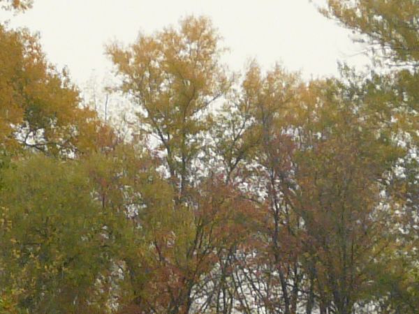 forest side view texture 0007 - Texturelib